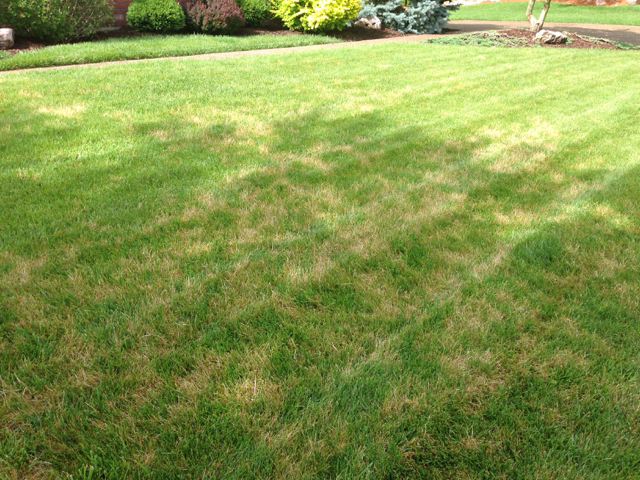 Turf Fungus and Disease 2015
