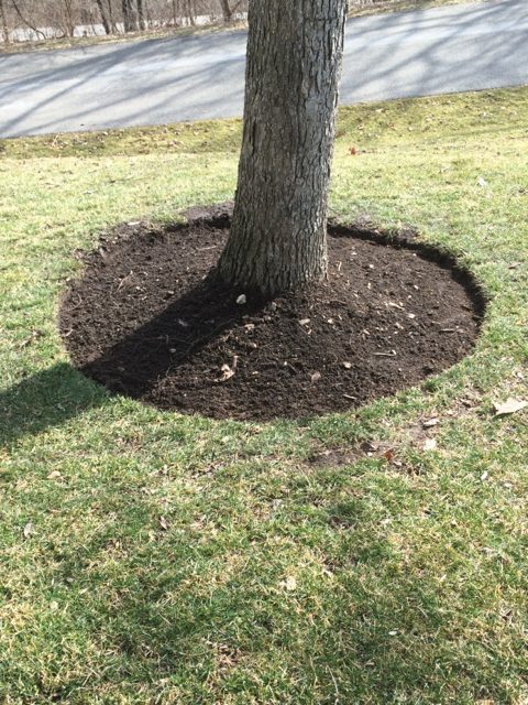 Why Should I Mulch Around Trees?