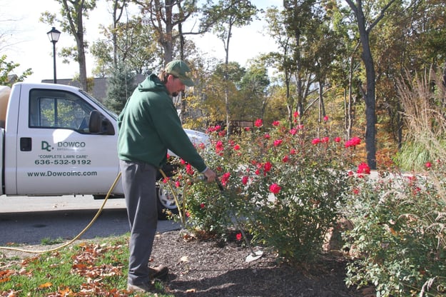 Deep Root Feeding Trees And Shrubs in The Chilly Fall Months