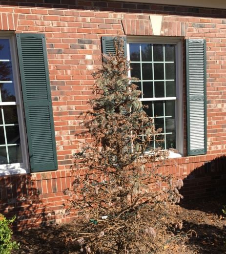 How can I tell if my tree is dead or dormant?