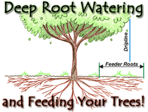 Deep Root Feeding Trees And Shrubs in The Chilly Fall Months