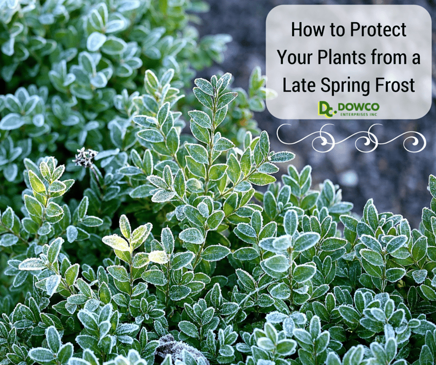 How to Protect Plants from Frost in Late Spring