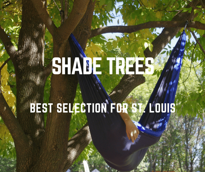 Selecting a Shade Tree for Your St. Louis Landscaping