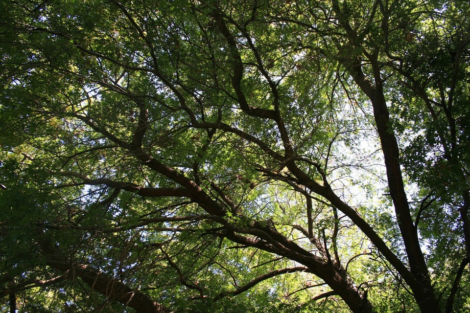 Selecting a Shade Tree for Your St. Louis Landscaping