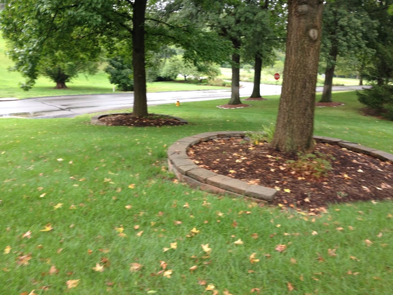 Why Should I Mulch Around Trees?