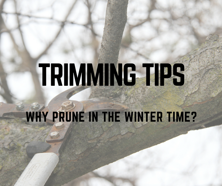 Why Should I prune During a St. Louis Winter?