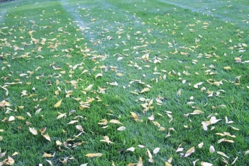6 Ways to Make Your St. Louis Lawn & Landscape Thrive in October