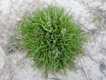 Weed Identification St. Louis