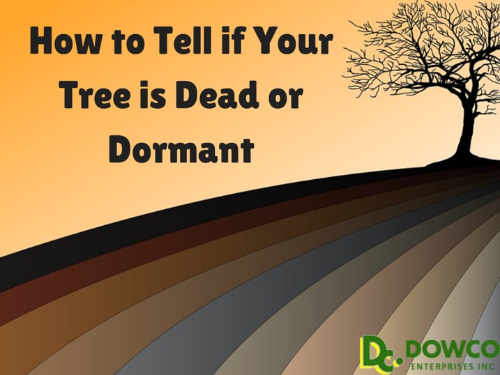 How can I tell if my tree is dead or dormant?
